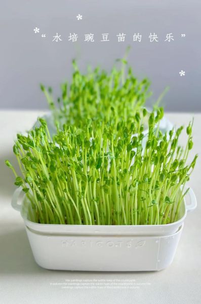 豌豆苗怎么种_豌豆苗种植方法-第1张图片-山城妙识