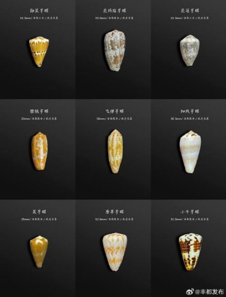 鸡心螺简笔画怎么画_鸡心螺有毒吗-第1张图片-山城妙识