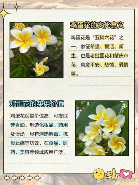 鸡蛋花寓意是什么_鸡蛋花象征什么-第2张图片-山城妙识