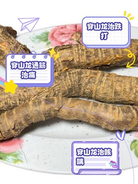 龙骨的功效与作用及主治_龙骨怎么用才有效-第3张图片-山城妙识