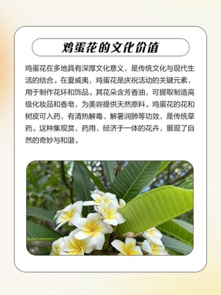 鸡蛋花寓意是什么_鸡蛋花象征什么-第1张图片-山城妙识