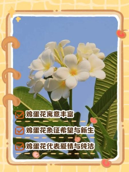 鸡蛋花寓意是什么_鸡蛋花象征什么-第3张图片-山城妙识