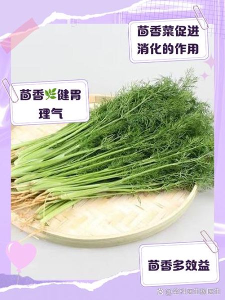 茴香菜的功效与作用_茴香菜的禁忌人群-第1张图片-山城妙识