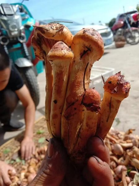 肉蘑菇图片_如何分辨真假-第1张图片-山城妙识