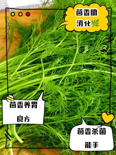 茴香菜的功效与作用_茴香菜的禁忌人群-第2张图片-山城妙识