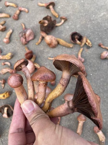 肉蘑菇图片_如何分辨真假-第2张图片-山城妙识