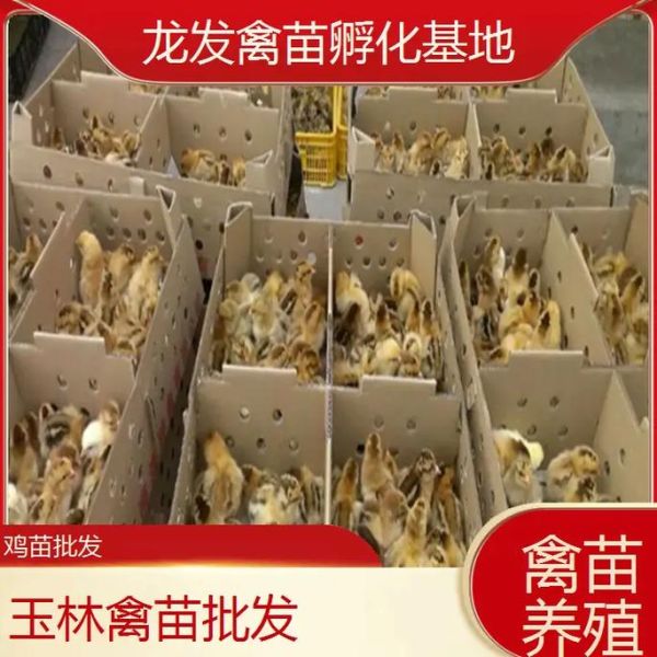 鸡苗批发市场在哪里_鸡苗批发价格多少钱一只-第1张图片-山城妙识