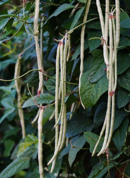 长豇豆怎么读_长豇豆是豆角吗-第1张图片-山城妙识