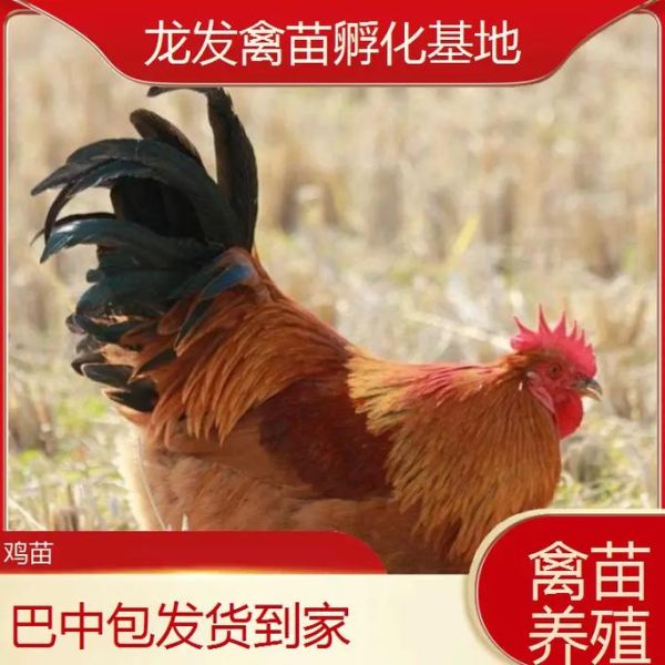 鸡苗批发市场在哪里_鸡苗批发价格多少钱一只-第2张图片-山城妙识