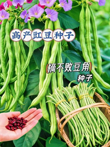 长豇豆怎么读_长豇豆是豆角吗-第2张图片-山城妙识