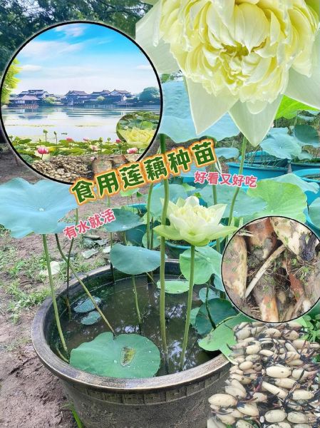 藕断丝连是什么意思_藕断丝连怎么挽回-第3张图片-山城妙识