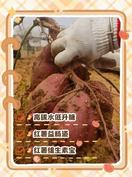 红薯减肥能吃吗_红薯的营养价值与功效-第1张图片-山城妙识