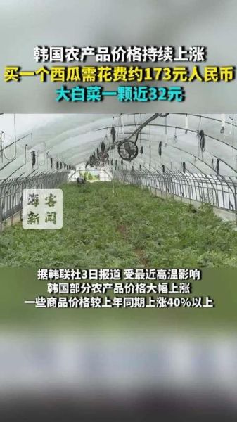 韩国白菜价格为什么暴涨_韩国白菜价格走势预测-第1张图片-山城妙识