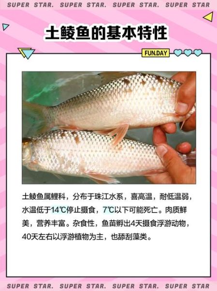 钓土鲮绝招_土鲮不开口怎么办-第2张图片-山城妙识