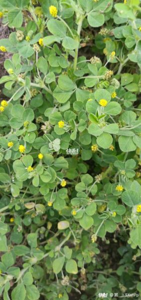 苜蓿草亩产多少斤_苜蓿草亩产量影响因素-第2张图片-山城妙识