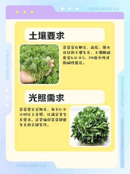 苜蓿草亩产多少斤_苜蓿草亩产量影响因素-第3张图片-山城妙识