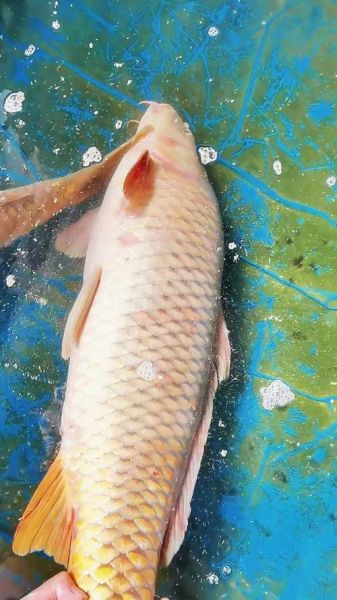 黄河鲤鱼多少钱一斤_黄河鲤鱼价格走势-第1张图片-山城妙识