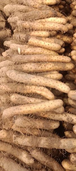 麻山药图片_麻山药怎么挑选-第3张图片-山城妙识