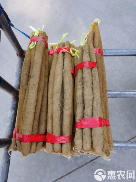 麻山药图片_麻山药怎么挑选-第1张图片-山城妙识