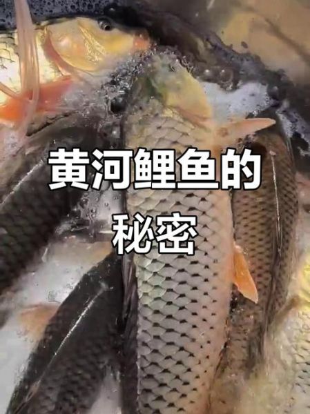 黄河鲤鱼多少钱一斤_黄河鲤鱼价格走势-第3张图片-山城妙识