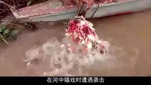 食人鱼真的会吃人吗_食人鱼攻击人类视频解析-第1张图片-山城妙识