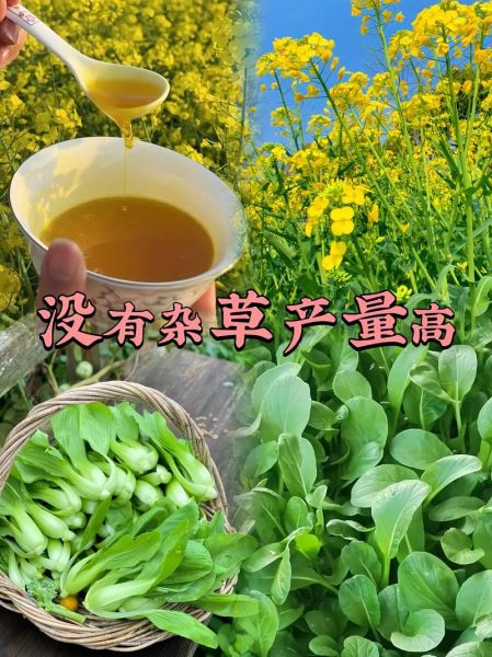 油菜苗的功效与作用_油菜苗怎么吃最营养-第1张图片-山城妙识