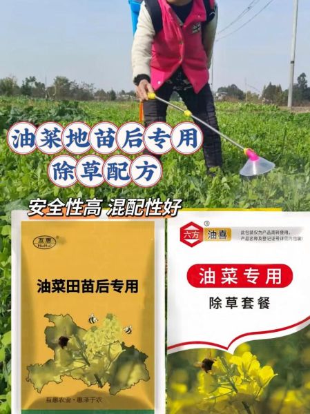 油菜苗的功效与作用_油菜苗怎么吃最营养-第3张图片-山城妙识