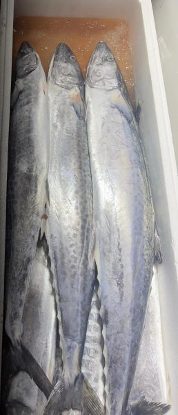 鲅鱼图片大全_如何挑选新鲜鲅鱼-第1张图片-山城妙识 鲅鱼图片大全_如何挑选新鲜鲅鱼-第1张图片-山城妙识