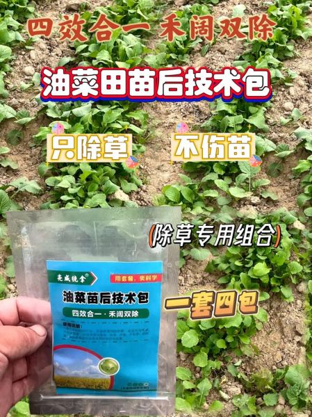 油菜苗的功效与作用_油菜苗怎么吃最营养-第2张图片-山城妙识