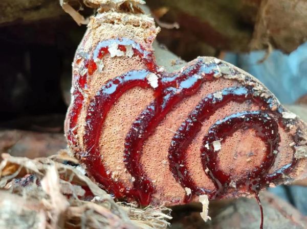 鸡血藤多少钱一斤_鸡血藤价格行情-第2张图片-山城妙识 鸡血藤多少钱一斤_鸡血藤价格行情-第2张图片-山城妙识