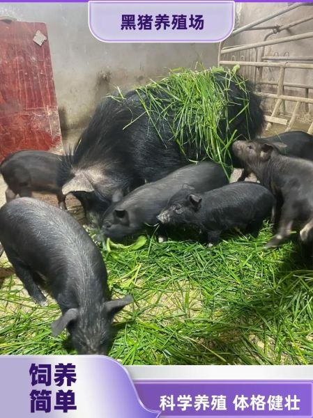 黑猪养殖成本_黑猪养殖利润-第2张图片-山城妙识 黑猪养殖成本_黑猪养殖利润-第2张图片-山城妙识