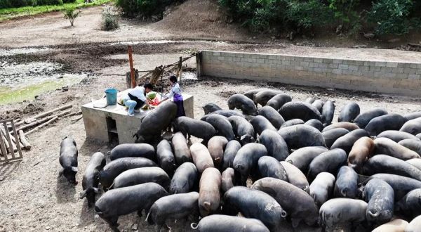 黑猪养殖成本_黑猪养殖利润-第3张图片-山城妙识 黑猪养殖成本_黑猪养殖利润-第3张图片-山城妙识
