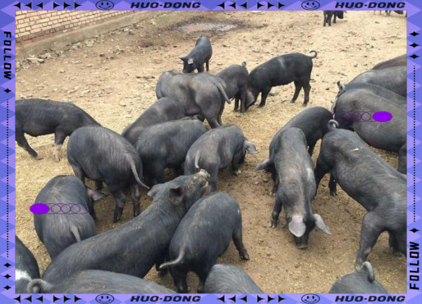 黑猪养殖成本_黑猪养殖利润-第1张图片-山城妙识 黑猪养殖成本_黑猪养殖利润-第1张图片-山城妙识