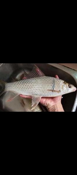 鲮鱼图片多少钱一斤_鲮鱼市场价格行情-第1张图片-山城妙识 鲮鱼图片多少钱一斤_鲮鱼市场价格行情-第1张图片-山城妙识