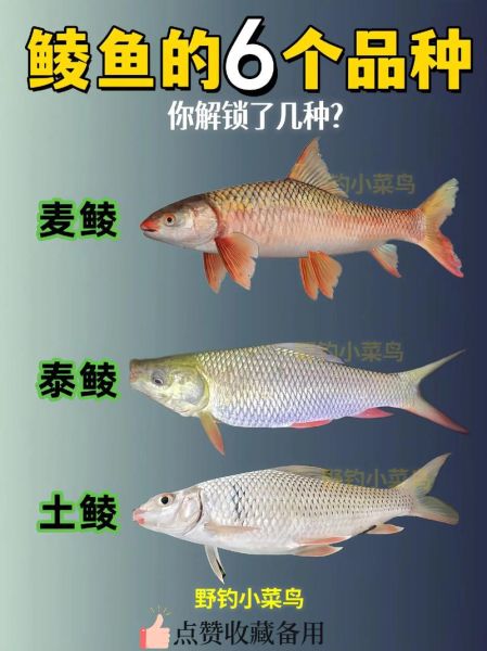 鲮鱼图片多少钱一斤_鲮鱼市场价格行情-第2张图片-山城妙识 鲮鱼图片多少钱一斤_鲮鱼市场价格行情-第2张图片-山城妙识