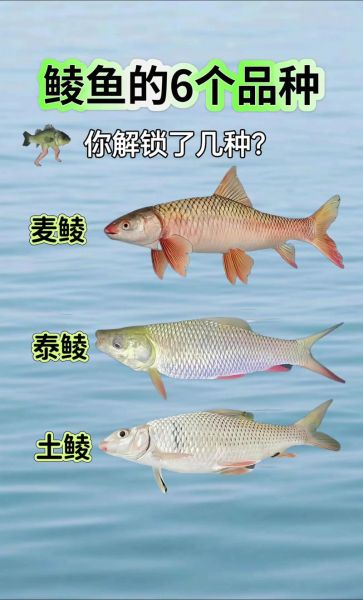 鲮鱼图片多少钱一斤_鲮鱼市场价格行情-第3张图片-山城妙识 鲮鱼图片多少钱一斤_鲮鱼市场价格行情-第3张图片-山城妙识