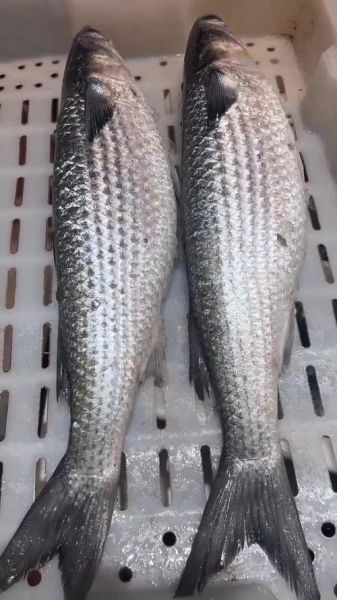 鲻鱼是什么鱼_鲻鱼好吃吗-第1张图片-山城妙识 鲻鱼是什么鱼_鲻鱼好吃吗-第1张图片-山城妙识