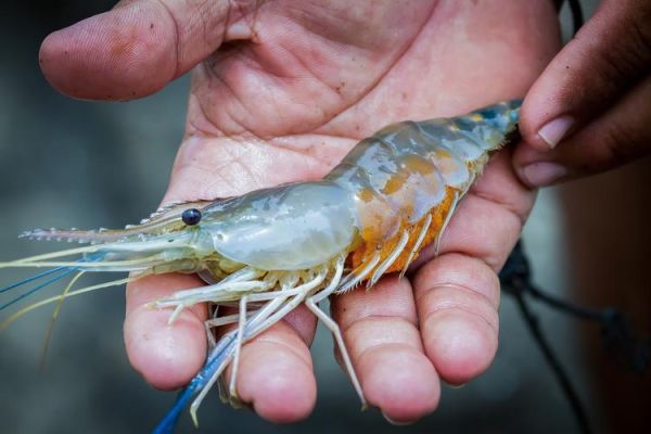 罗氏沼虾图片_如何分辨公母-第1张图片-山城妙识