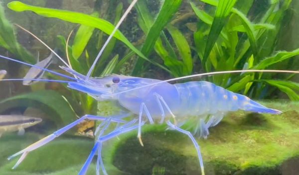 罗氏沼虾图片_如何分辨公母-第3张图片-山城妙识