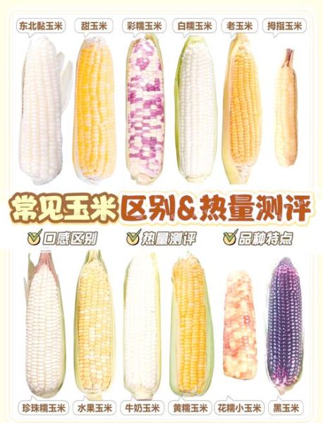 甜玉米热量高还是糯玉米_哪个更适合减肥-第2张图片-山城妙识 甜玉米热量高还是糯玉米_哪个更适合减肥-第2张图片-山城妙识