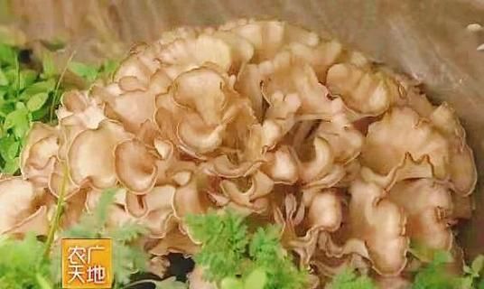 迁西栗蘑图片_如何辨别真假-第1张图片-山城妙识