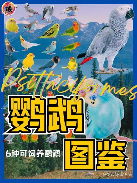 鹦鹉种类有哪些_新手适合养什么鹦鹉-第2张图片-山城妙识