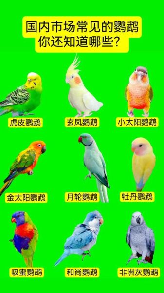 鹦鹉种类有哪些_新手适合养什么鹦鹉-第1张图片-山城妙识