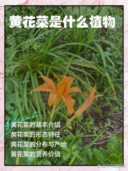 鲜黄花菜含什么毒素_中毒症状有哪些-第2张图片-山城妙识