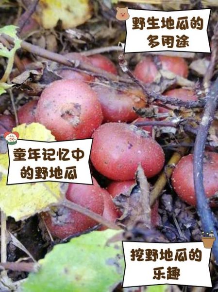 野地瓜怎么吃_野地瓜的正确吃法-第2张图片-山城妙识 野地瓜怎么吃_野地瓜的正确吃法-第2张图片-山城妙识