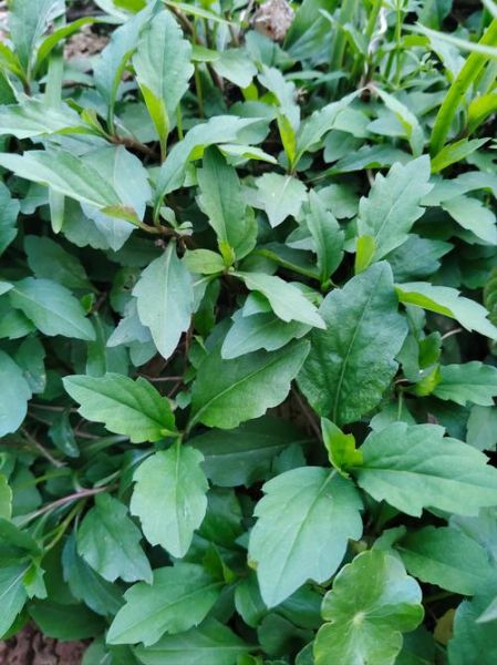 马兰头别名有哪些_马兰头别名叫什么-第1张图片-山城妙识