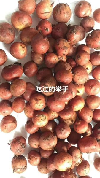 野地瓜怎么吃_野地瓜的正确吃法-第3张图片-山城妙识 野地瓜怎么吃_野地瓜的正确吃法-第3张图片-山城妙识