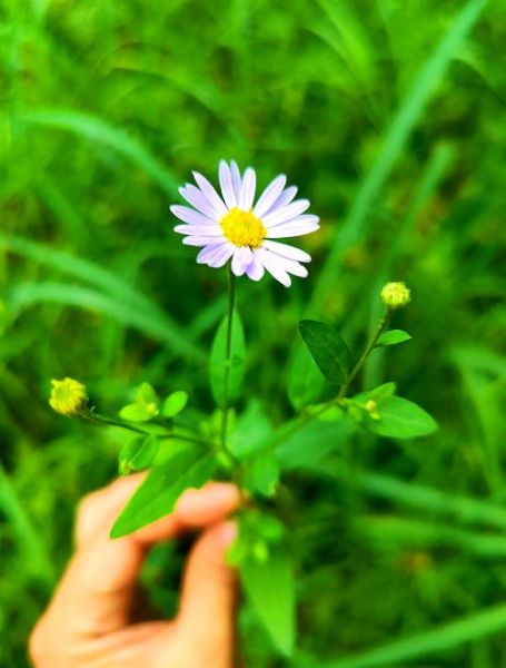 马兰头别名有哪些_马兰头别名叫什么-第2张图片-山城妙识