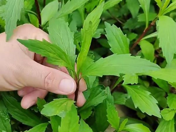 马兰头别名有哪些_马兰头别名叫什么-第3张图片-山城妙识