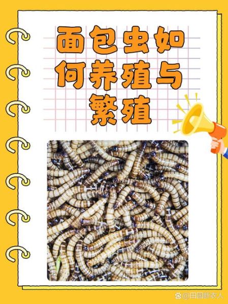 面包虫多少钱一斤_面包虫价格行情-第2张图片-山城妙识